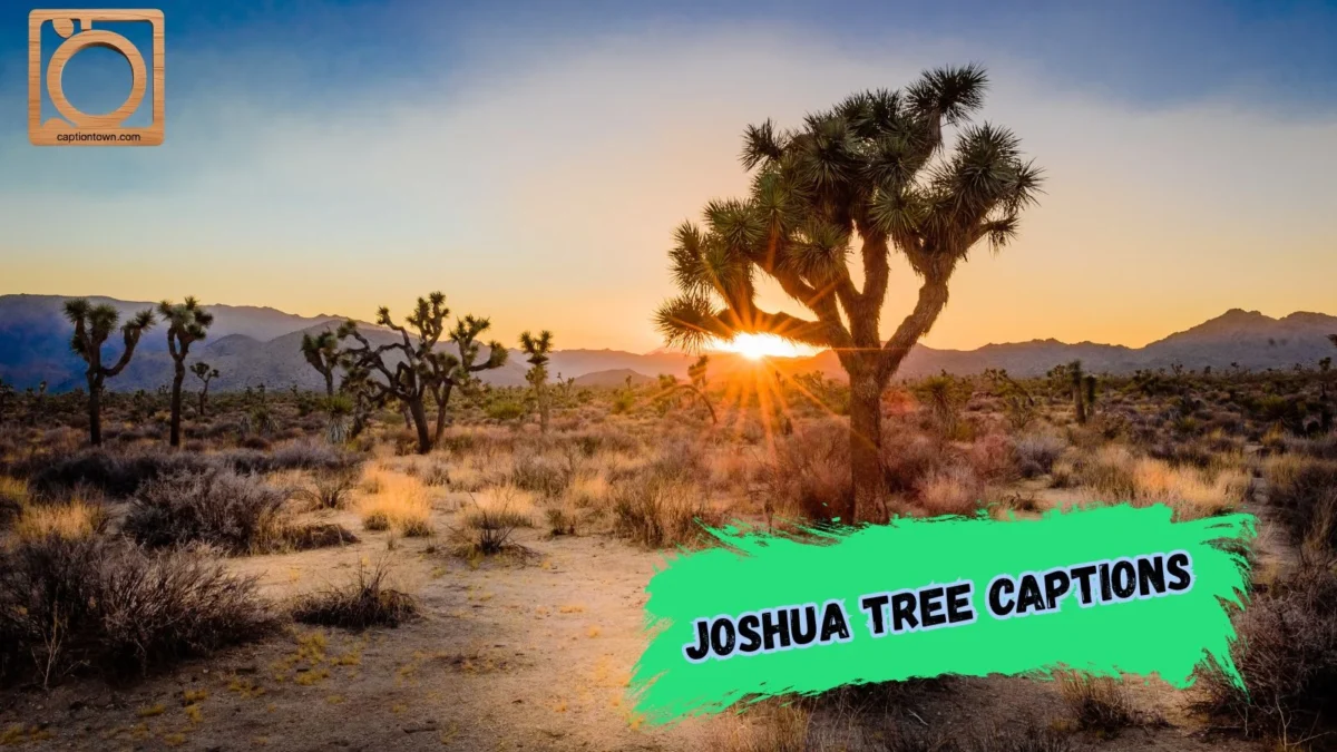 550+ Joshua Tree Captions for Instagram 2026